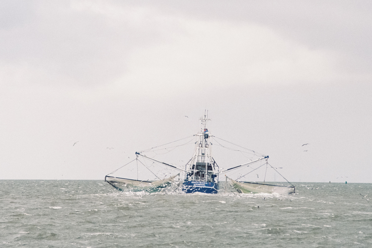 Fotografie auf Film: Seehundbänke vor Baltrum, Fischer in der Accumer ...