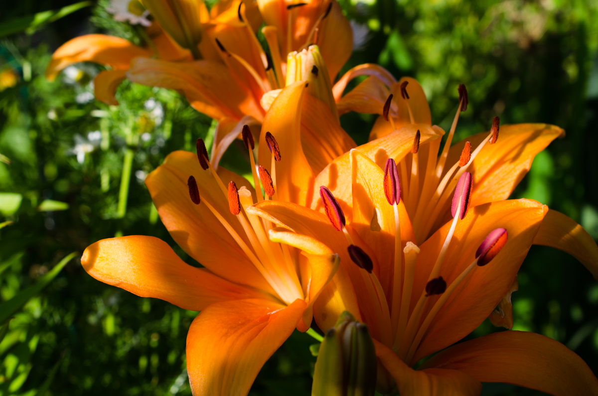 BRSTIČNA LILIJA (Lilium Bulbiferum)