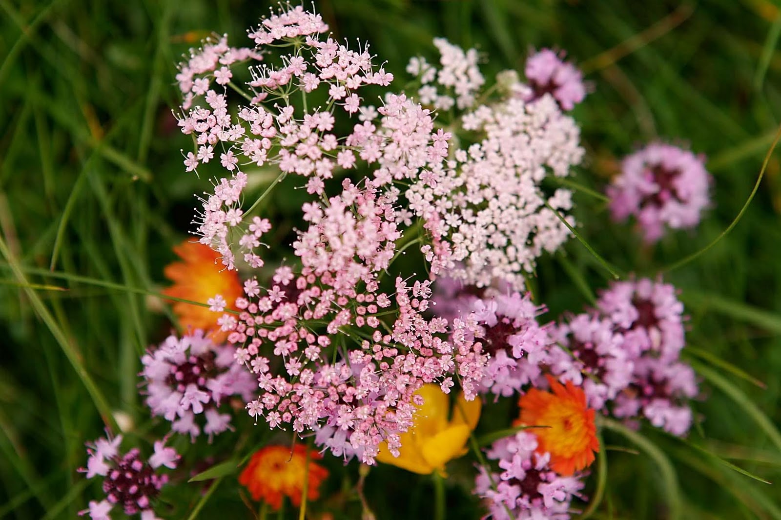 La mitad del camino...: Los Montes Apuseni..Muntii Apuseni