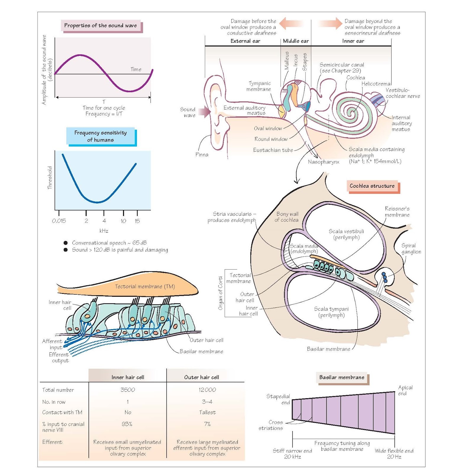 Auditory System I: The Ear And Cochlea - pediagenosis