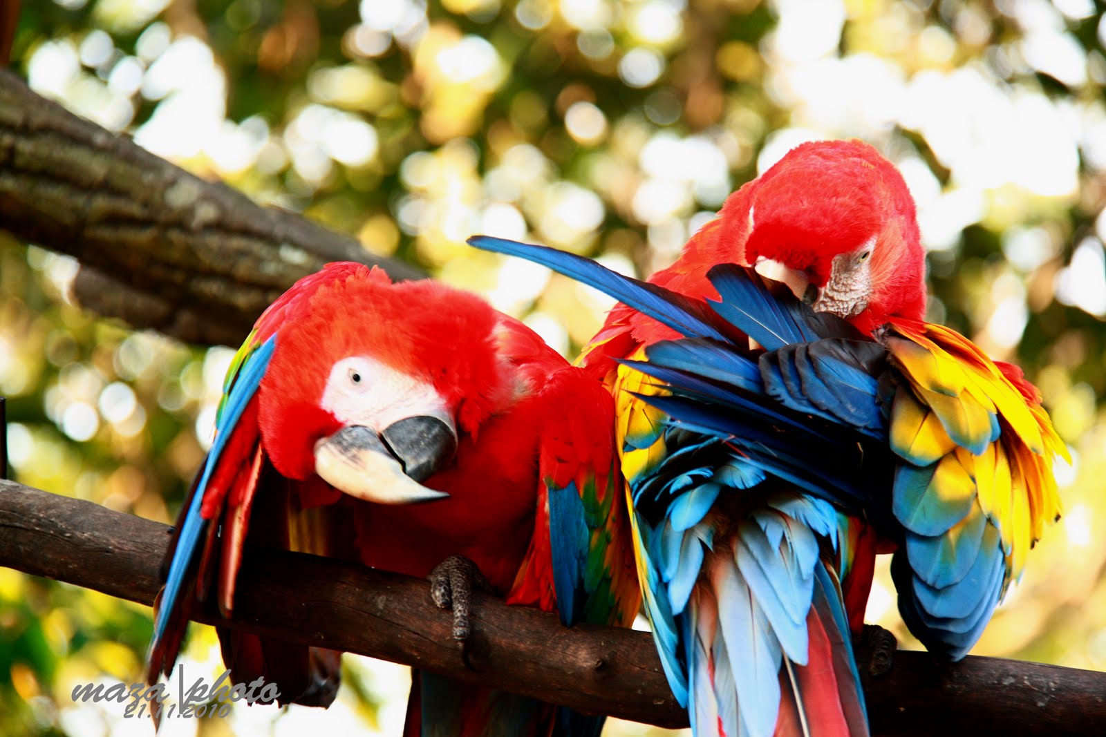Pencipta Lagu Burung Kakak Tua - Homecare24 Pencipta Lagu Burung Kakak Tua - Homecare24