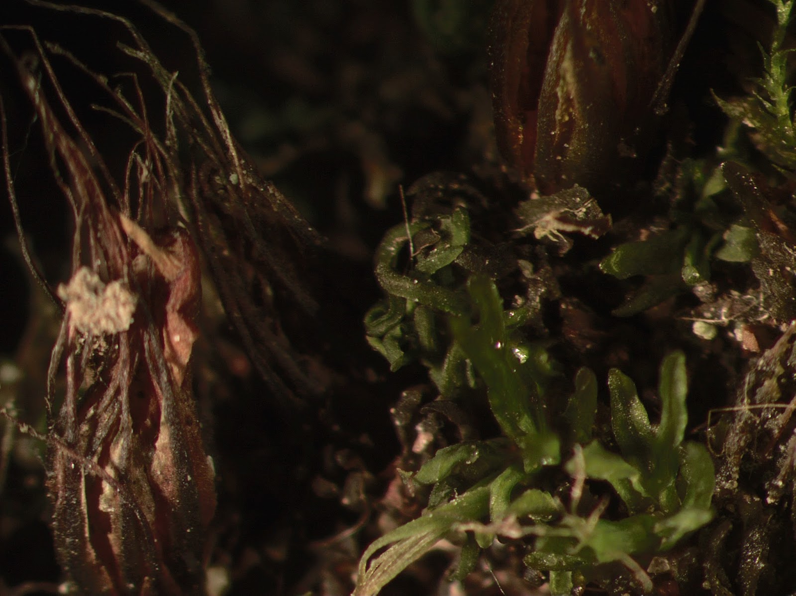 Non-Vascular Plants 2015-16: Specimen #12 Powder Gun Moss