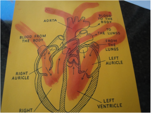 CC Afterschool: Science of Valentine's Day