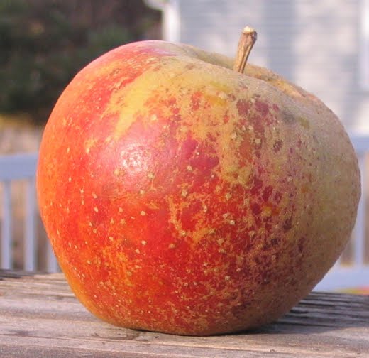 Karmijn de Sonnaville (Karmine) ** - Adam's Apples