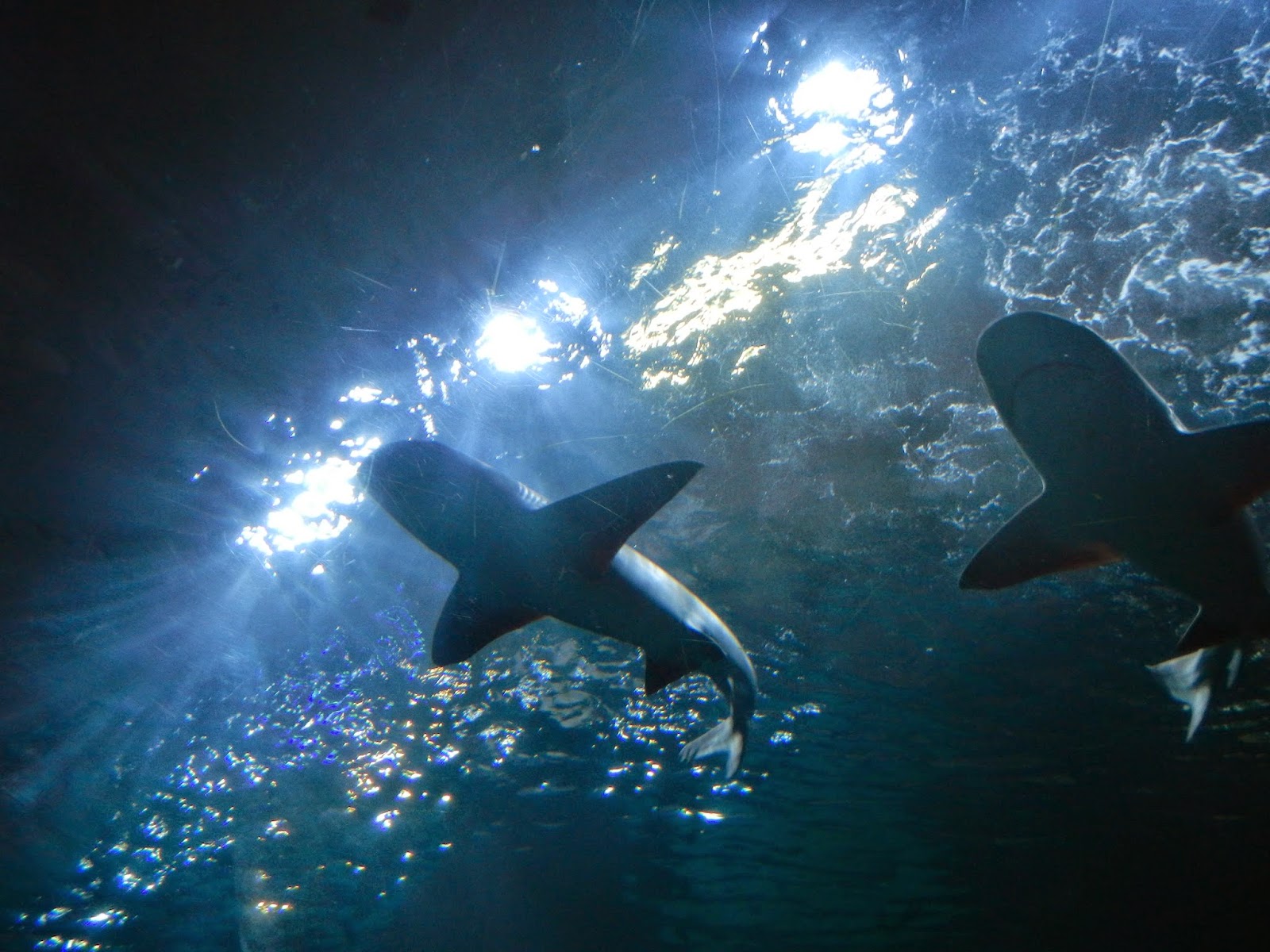 marine environment matters