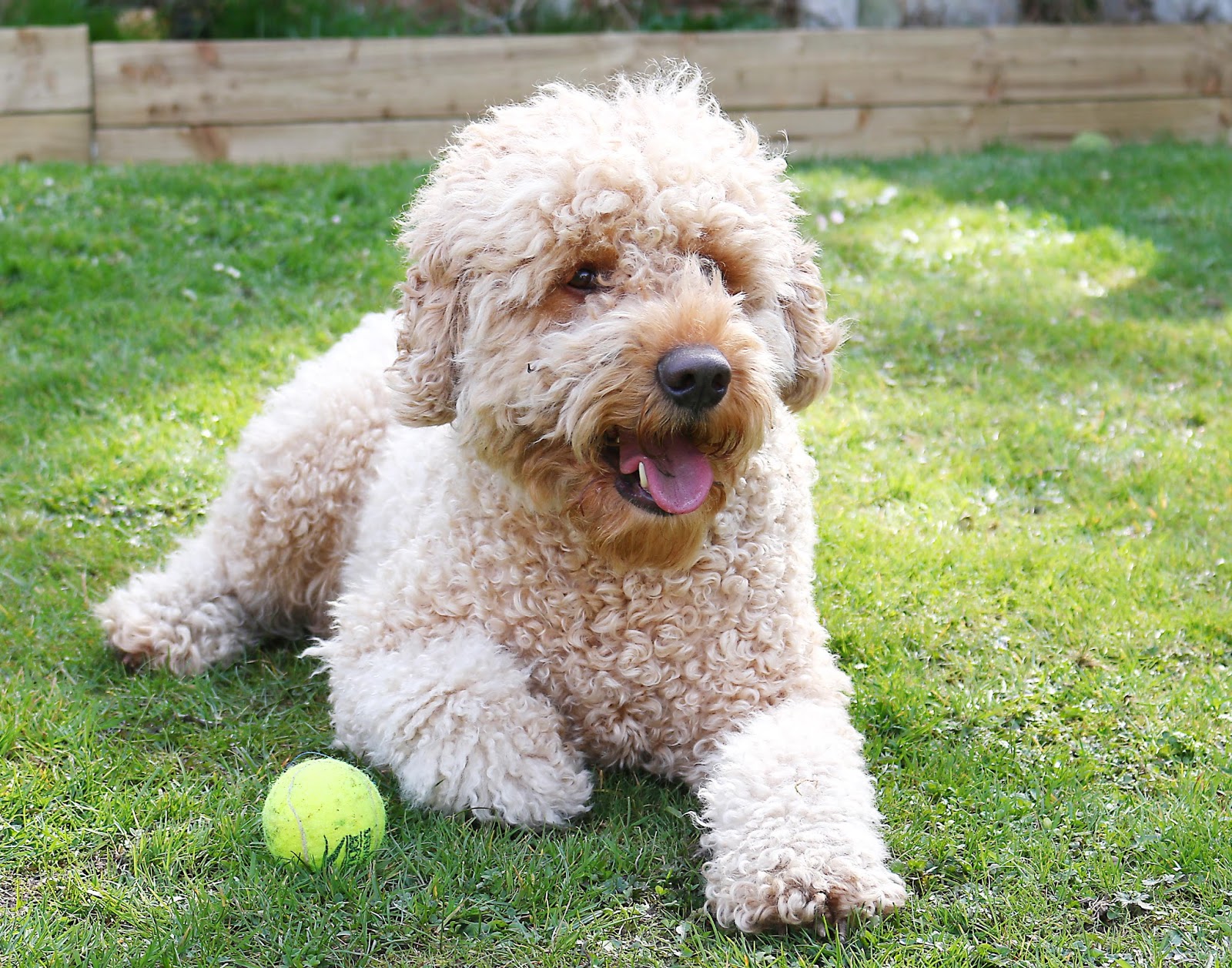 6 Things I've Learnt Since Having A Dog - Corrie Bromfield