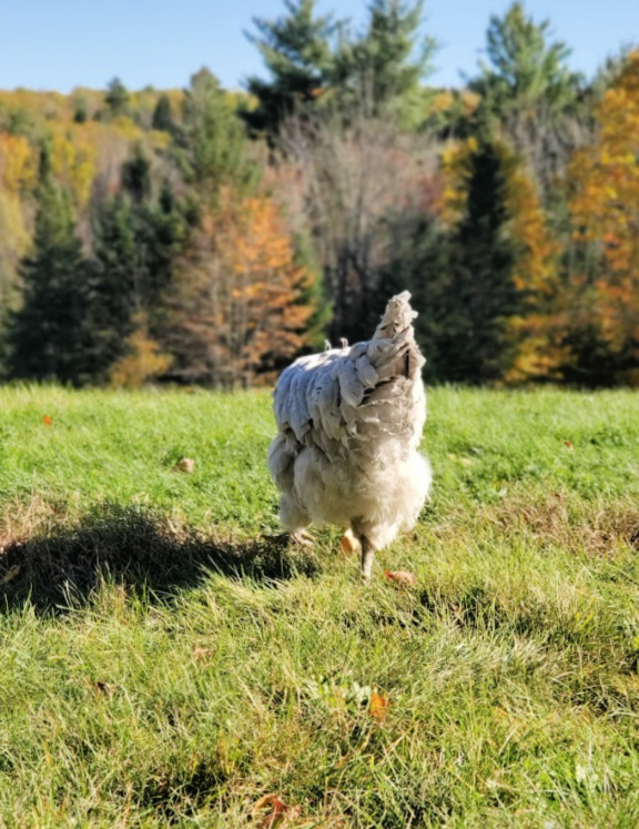 Why Chickens Need Sunshine - Fresh Eggs Daily® with Lisa Steele