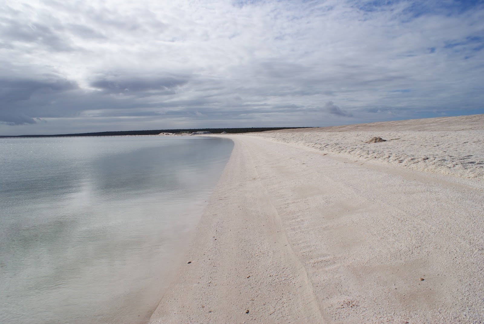Amelia the explorer: Shell Beach, WA