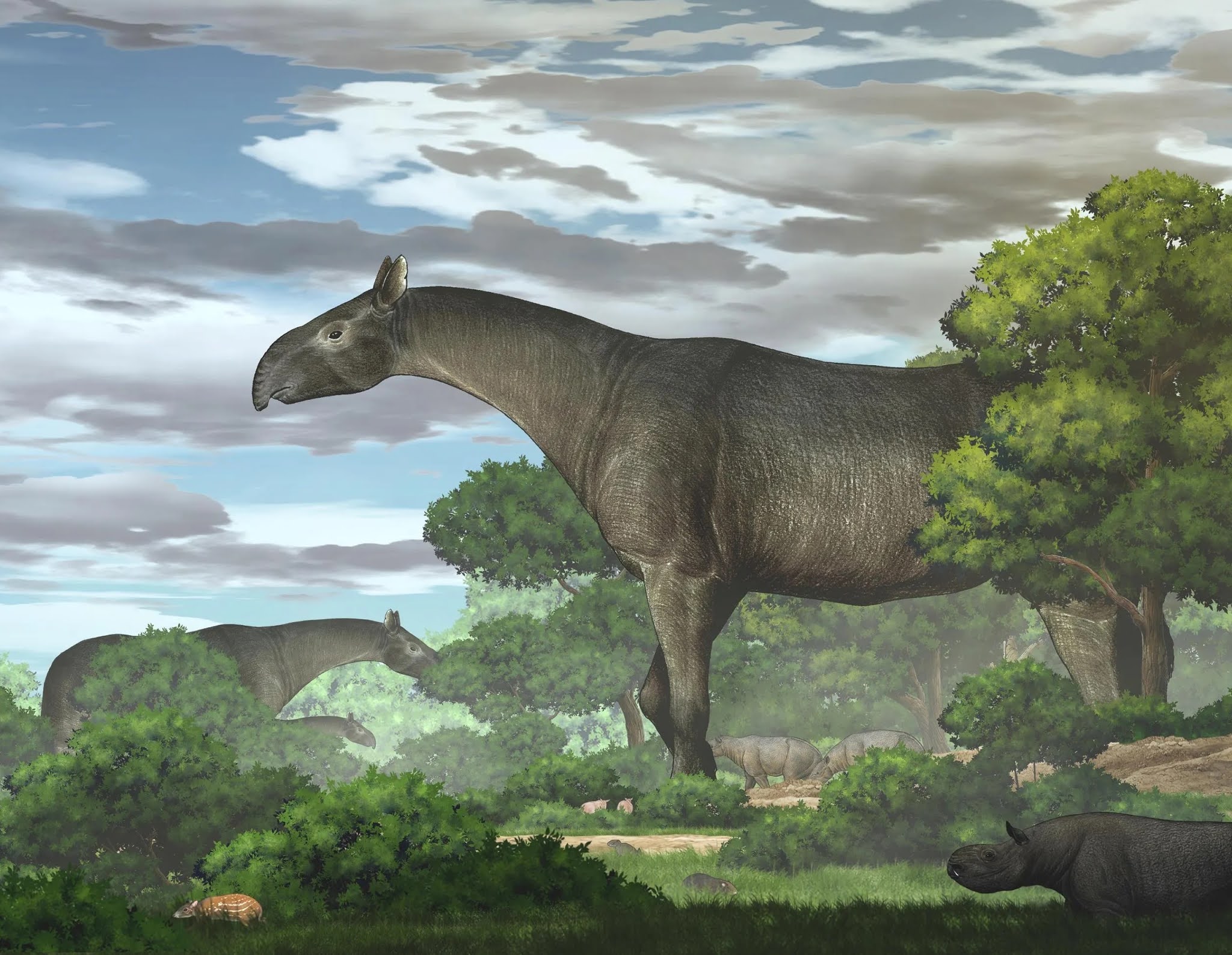 Species New to Science: [PaleoMammalogy • 2021] Paraceratherium ...