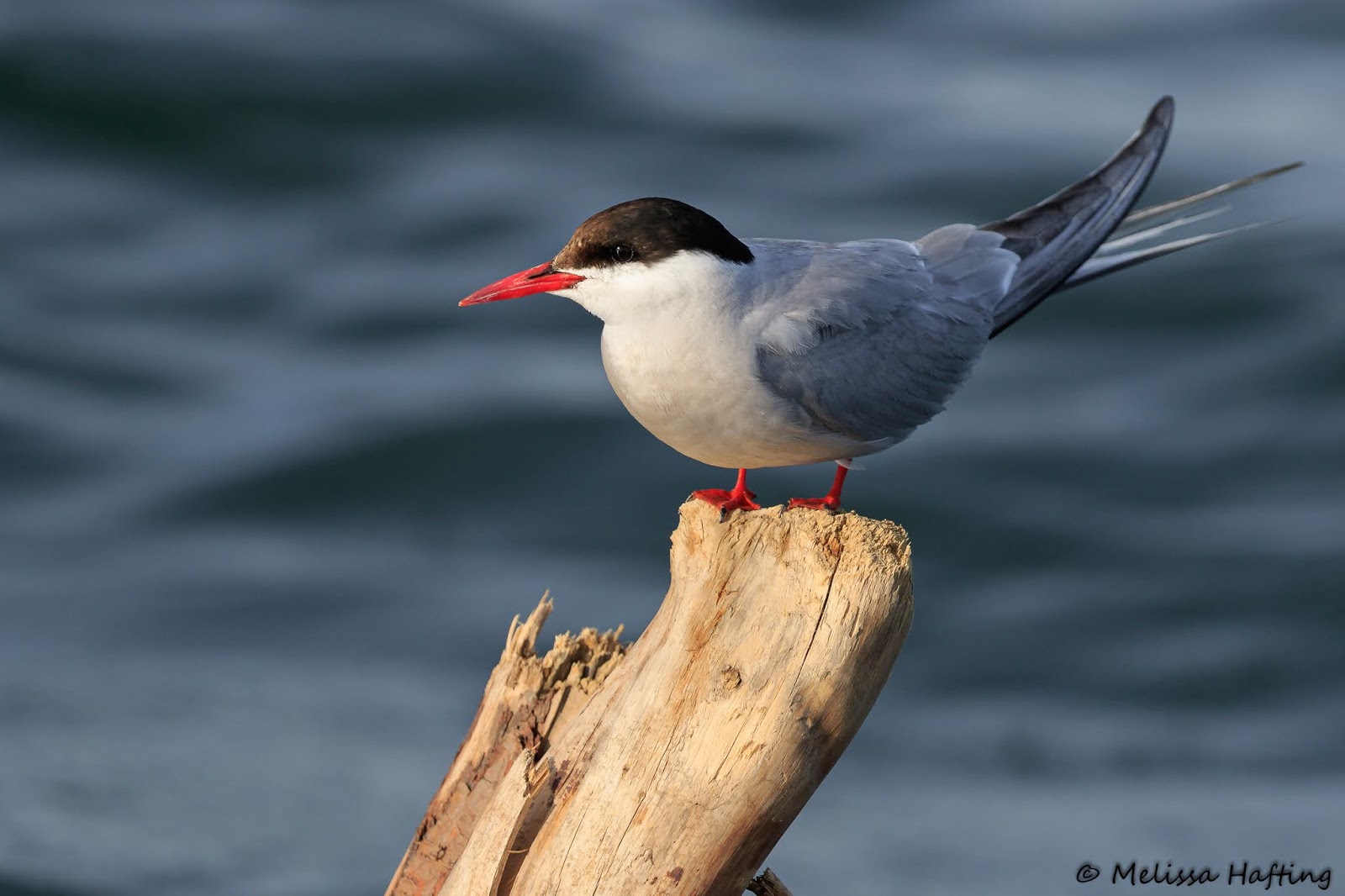 Arctic Tern Bird