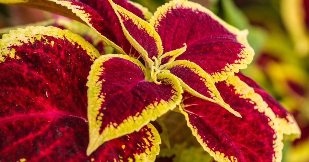 COLEUS |The Garden of Eaden