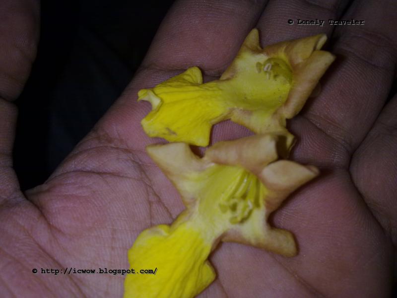 Gamar Ful(গামার ফুল) - Gmelina arborea