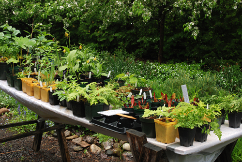 The Garden On The Ridge: Native Plants Sale at Fletcher Wildlife Garden