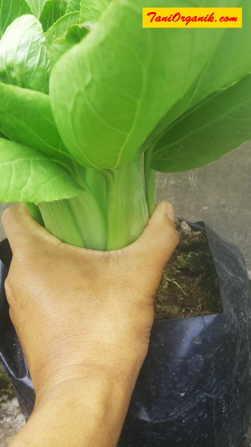 MENANAM PAKCOY ORGANIK DI RUMAH KITA