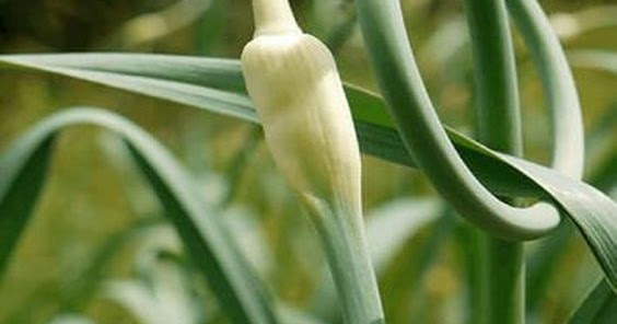 HOW TO GROW GARLIC (AND WHY YOU’D WANT TO!) - DIY AND CRAFTINESS