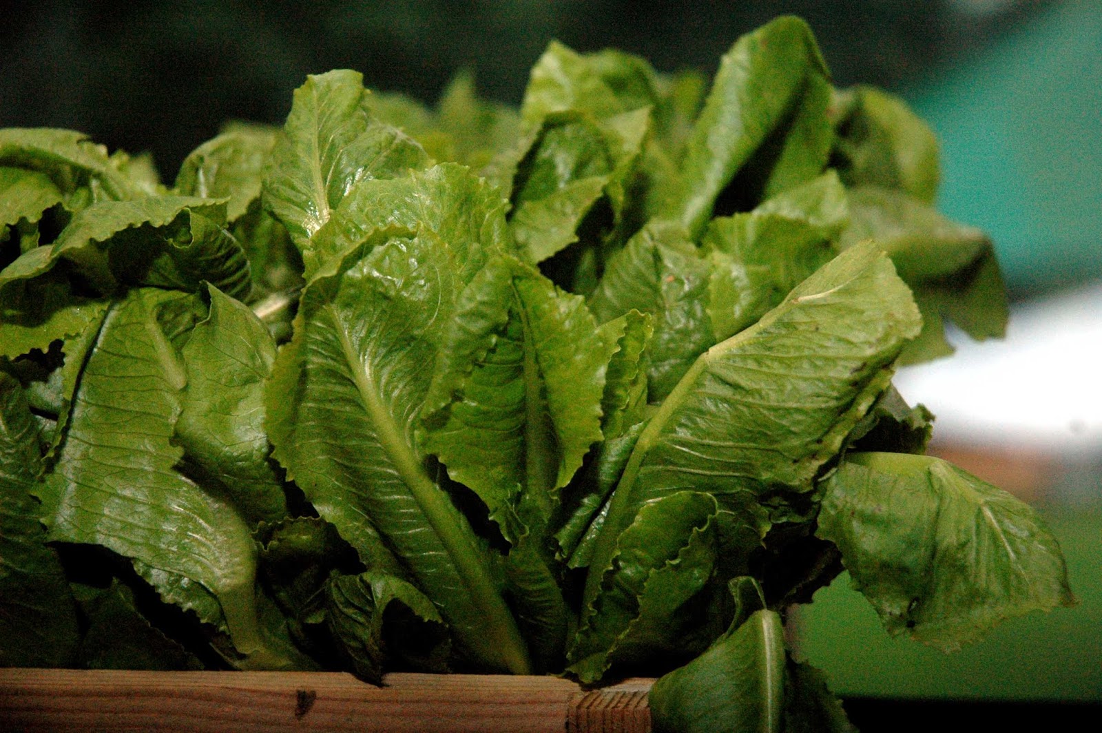 DUDE FOR FOOD: Freshest. Finest. First. A Day at Gourmet Farms...