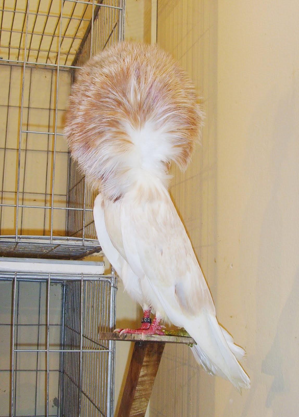 yellow vienna short face tumbler chick | WELCOME TO PIGEON LOVERS