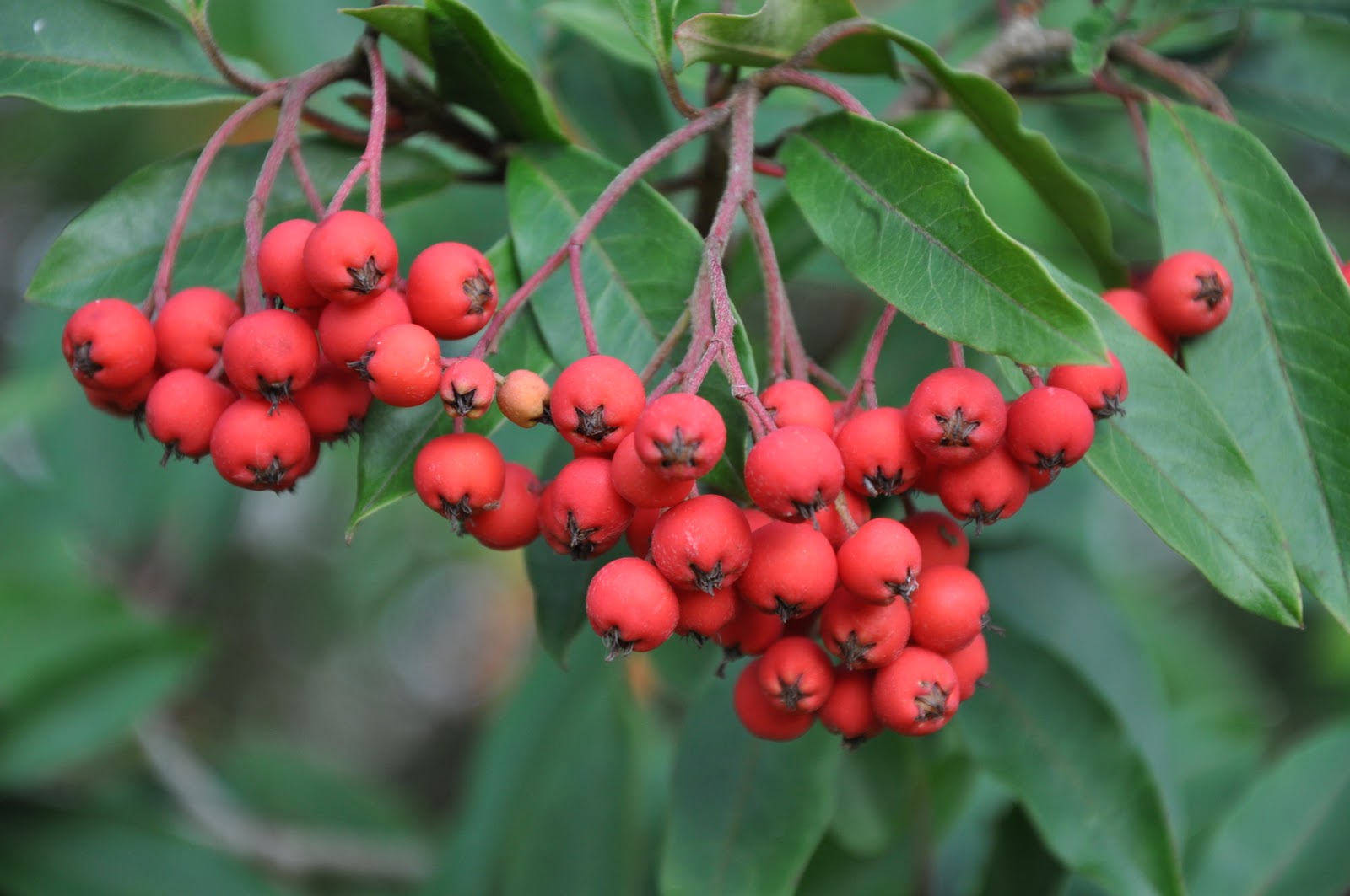 Cats, Dogs and Eiderdowns: Forde Abbey in November