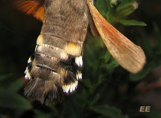 Mallorca es así también: Macroglossum stellatarum - Esfinge colibri