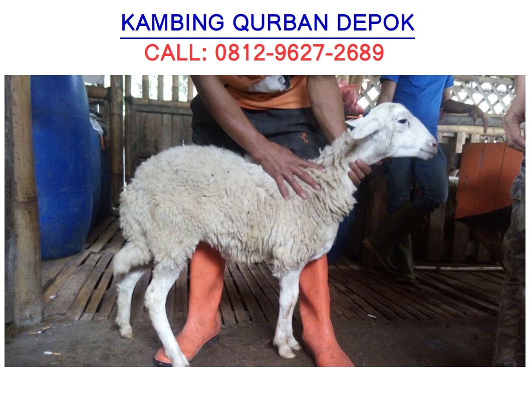 0812-9627-2689, Jual Kambing Qurban Depok, Kambing Qurban Murah
