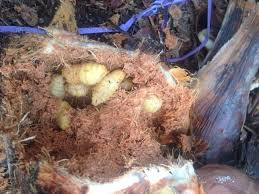 MAKANAN ORANG KITA " ULAT RUMBIA ATAU BUTOD " - Blog Khar KB