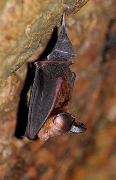 The Palawan Toadlet – Palawan’s most controversial amphibian