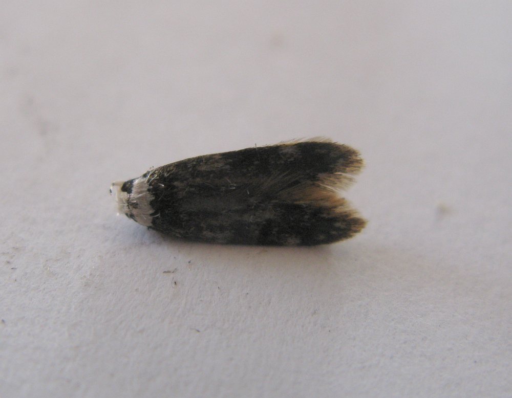 Islay Natural History Trust: White-shouldered House Moth