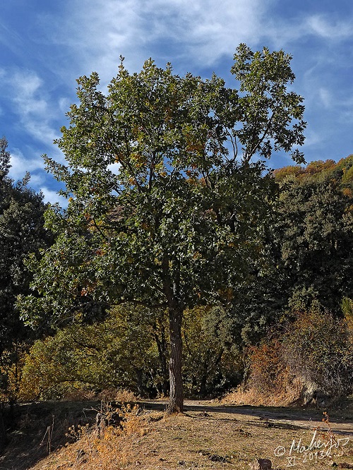 BIODIVERSIDAD COSTA GRANADINA Y...: Roble melojo (Quercus pyrenaica)