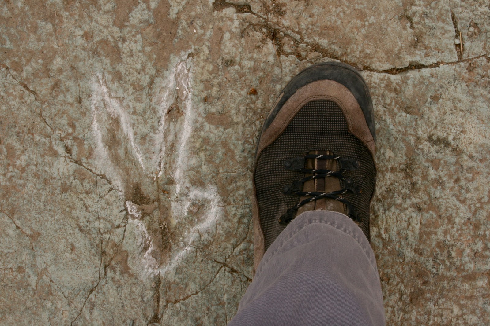 The ichnologist of Annandale