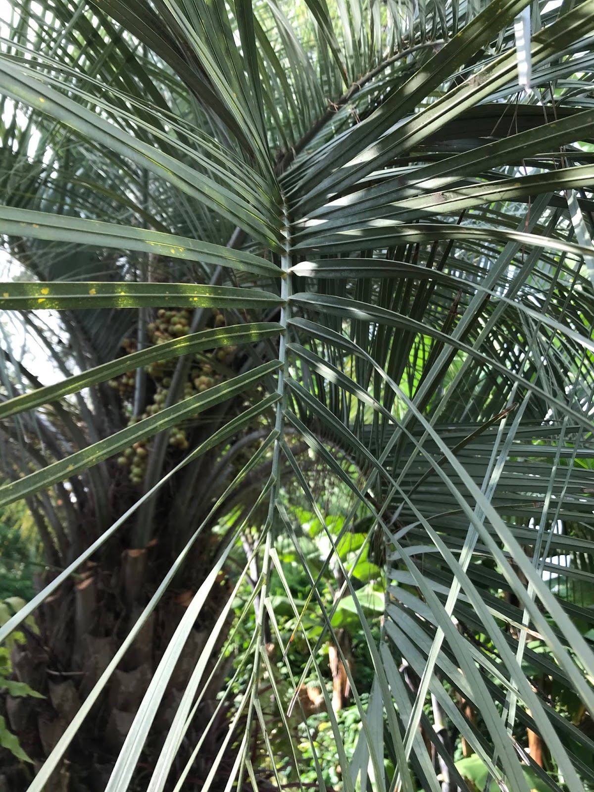 Foraging Texas: Palm - Pindo, Jelly