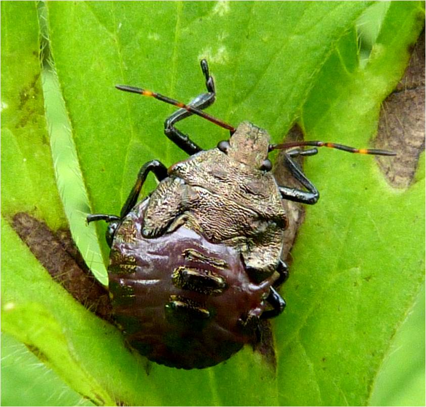 Insects of Scotland: True Bugs