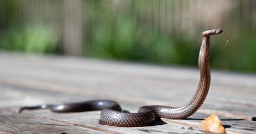 4 types of snake movement | yuddeebee.blogspot.com