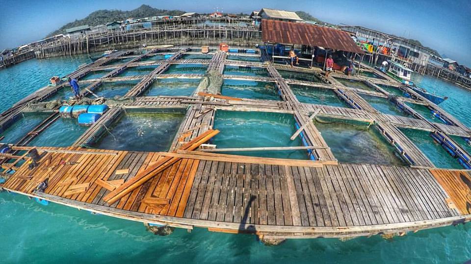 Inilah Tips Untuk Membuat Keramba Jaring Apung Untuk Budidaya | Portal ...