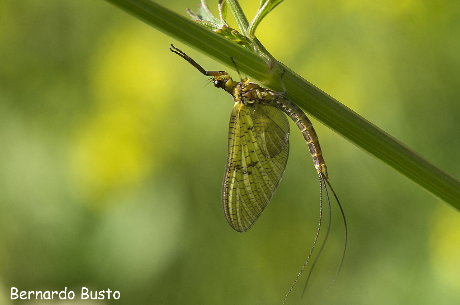 RÍA DE LA VILLA: Efímeras