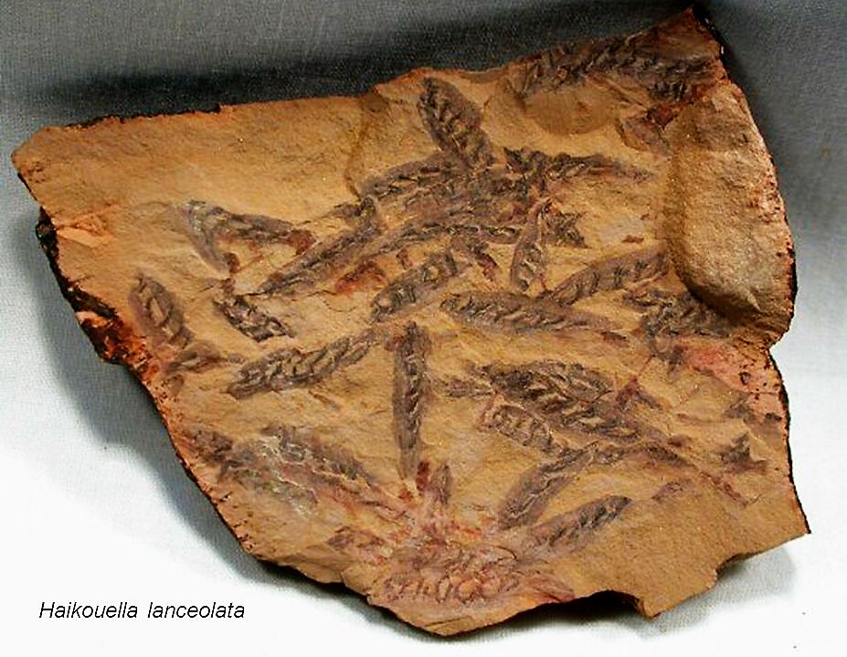 Biological Freak II: 最早的脊椎動物化石—海口魚(Haikouella )及昆明魚(Myllokumingia) 10 ...
