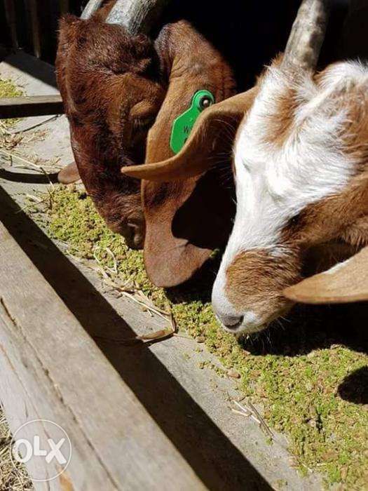 Azolla Farming Srilanka - (අසොලා සත්ව ආහාර): එළුවන්ට ආහාර (Azolla Seeds ...