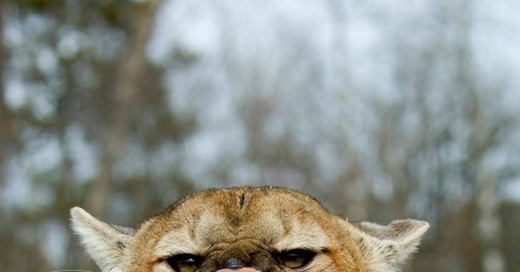 Animal Factopaedia: How does a Puma hunt?