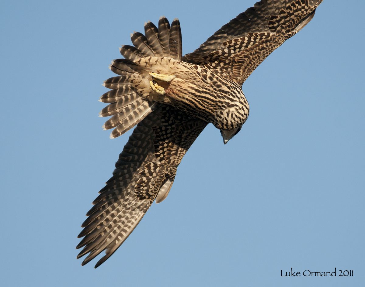 Welcome to. . .: Peregrine Falcon