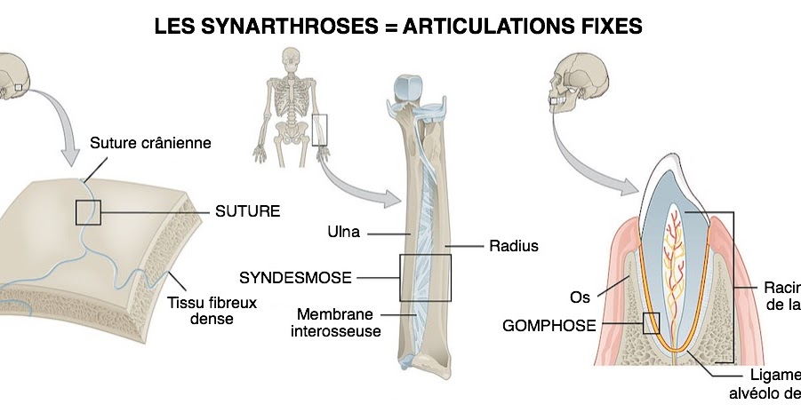 Anatomie du système locomoteur (arthrologie) | Récap' IDE