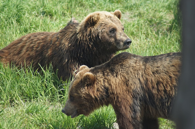 Lost But Loving It...In Alaska!: The End of an Em-bear-assing amount of ...