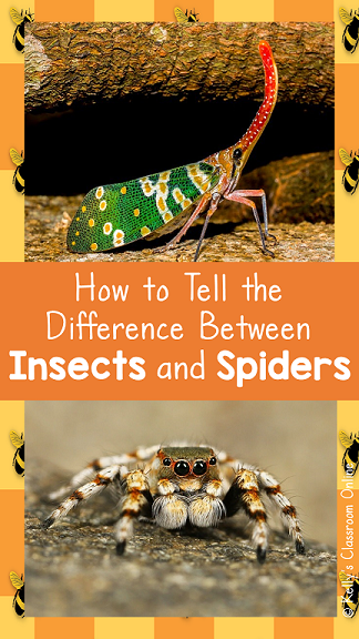 Kelly's Classroom Online: Is It an Insect or a Spider?