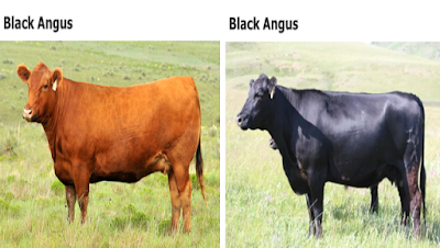 CHEF Q: Types of Meat You Should Know as A Chef