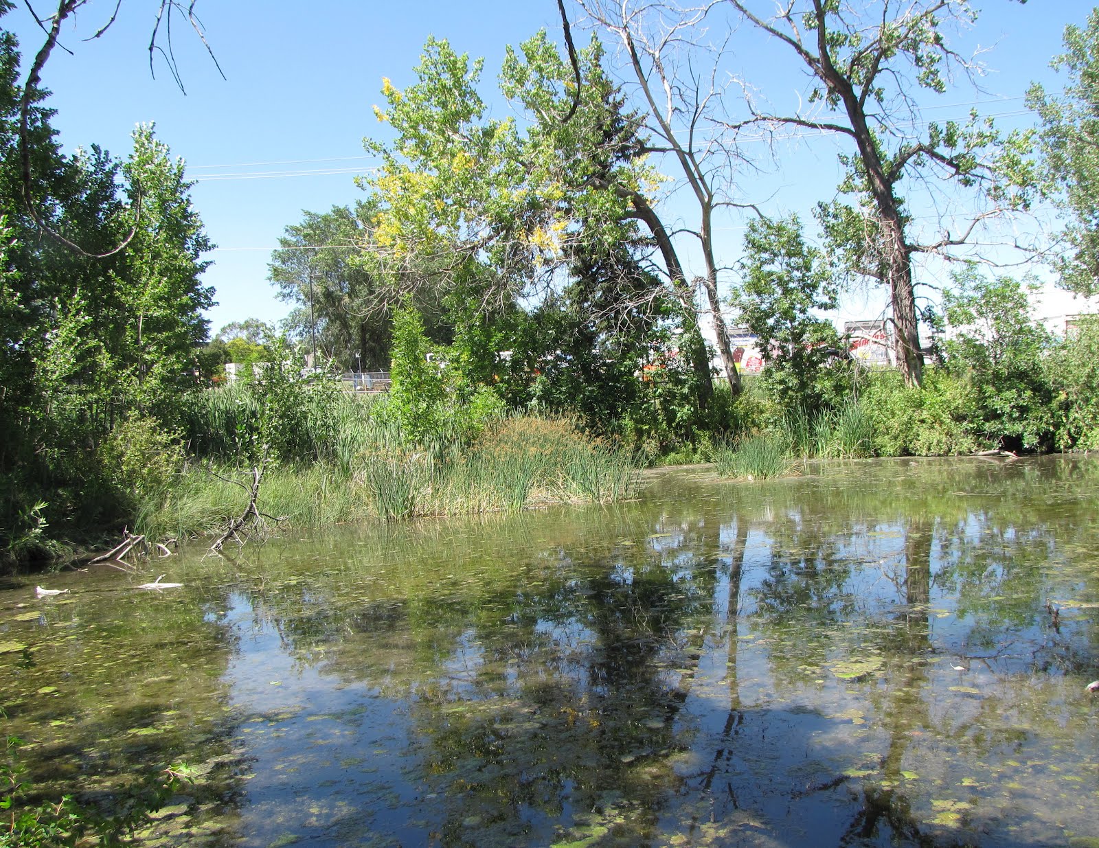 Sense of Misplaced: Sinton Pond Open Space