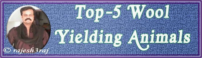 Speak Freely To Help Others Learn From Experiences: Top-5 Wool Yielding ...