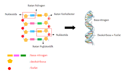 Replikasi DNA dan Kode Genetik - Materi Pendidikan Dasar, SMP, SMA ...