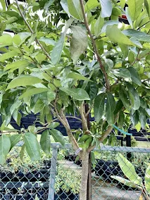 Common trees and plants