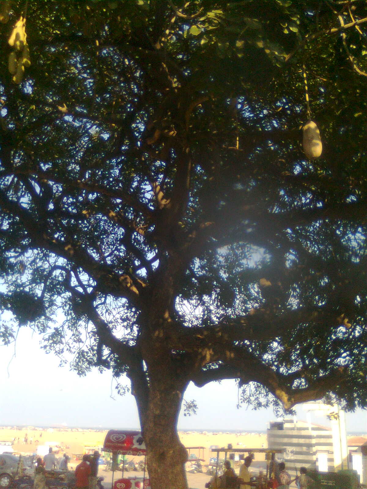 Prakruti -Mother Nature: Sausage tree Kigelia pinnata of Africa seen on ...