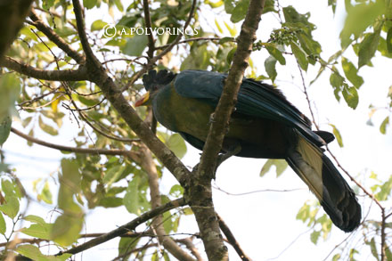 Paraísos del mundo: El gran turaco azul en los humedales de Bigodi