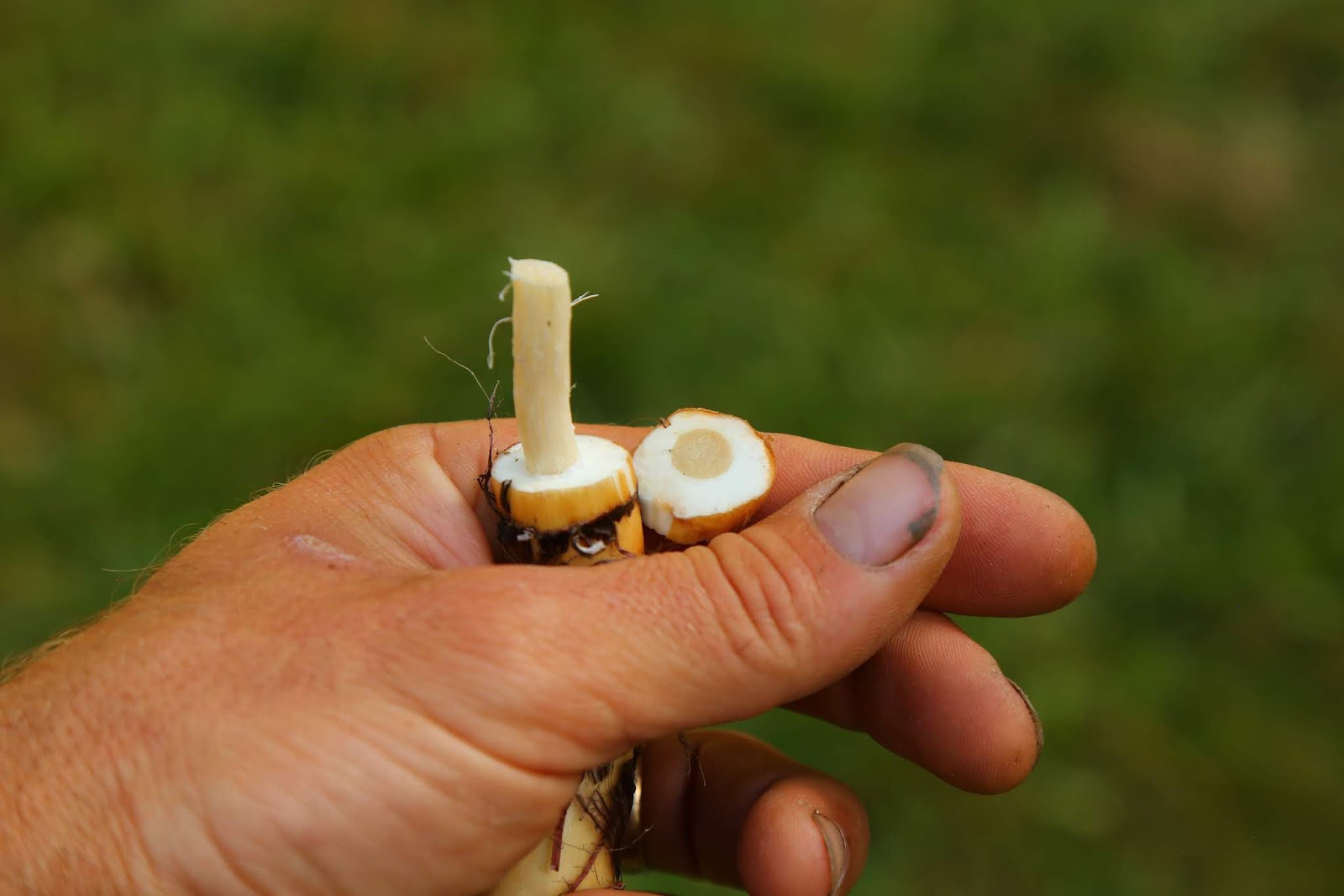 Wild Harvests: How to Eat a Bulrush