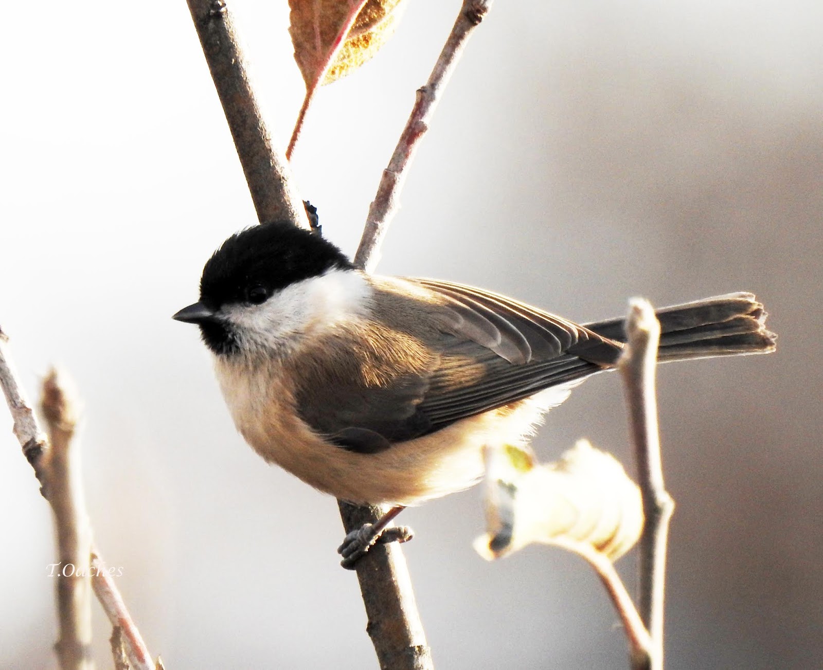 PASARI DIN ROMANIA: PITIGOI SUR(1), Poecile palustris